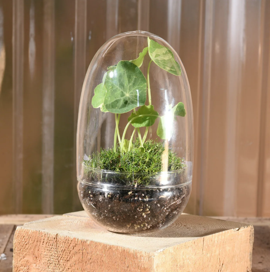 Sole Oval Terrarium | RR#1 CHICAGO